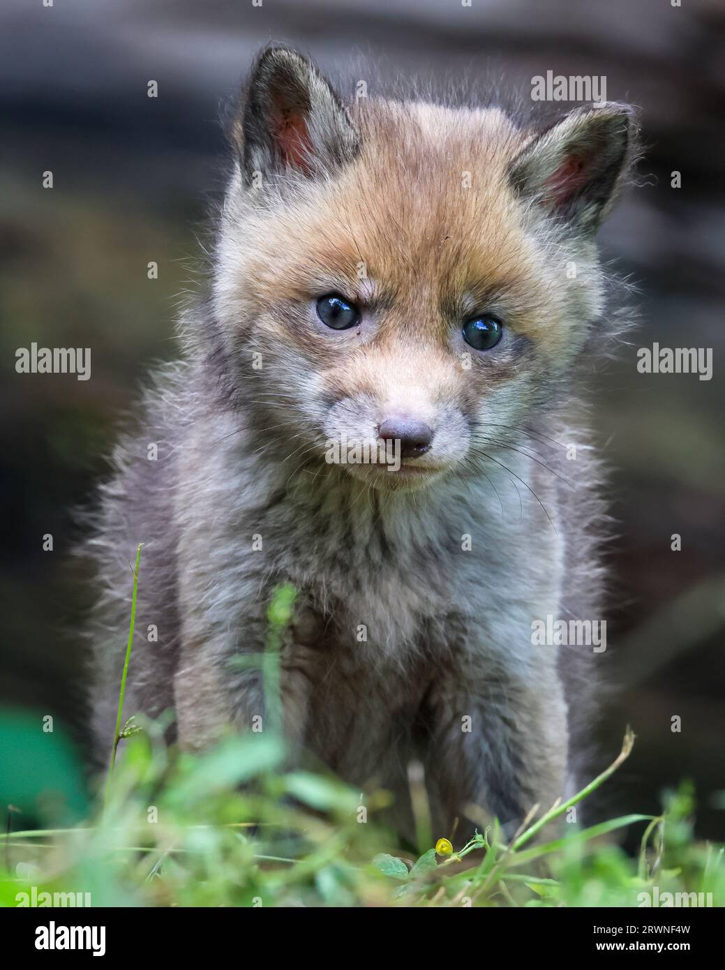 Red fox cubs Stock Photo - Alamy