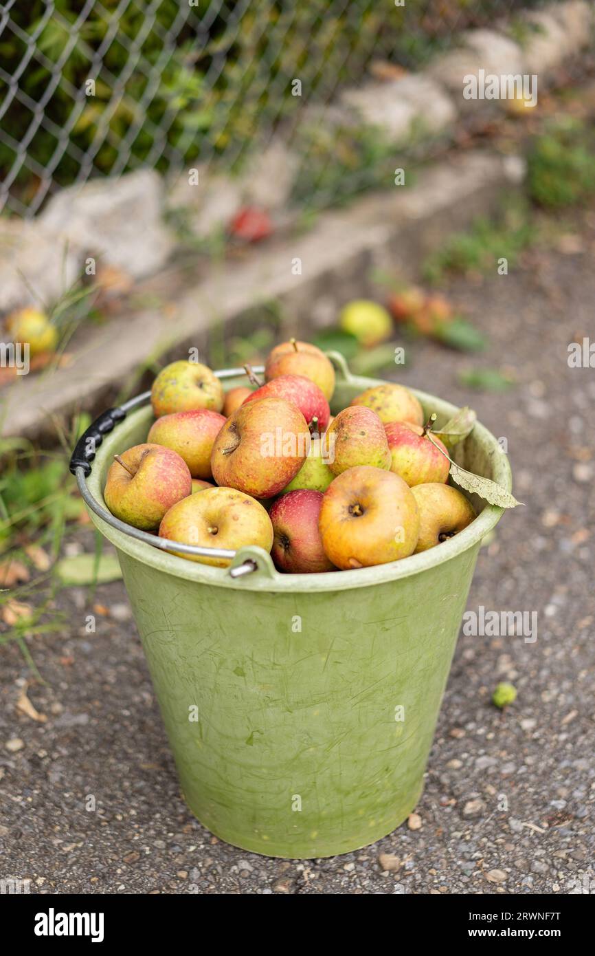 Green bucket full of big Boskoop apple on asphalt Stock Photo - Alamy