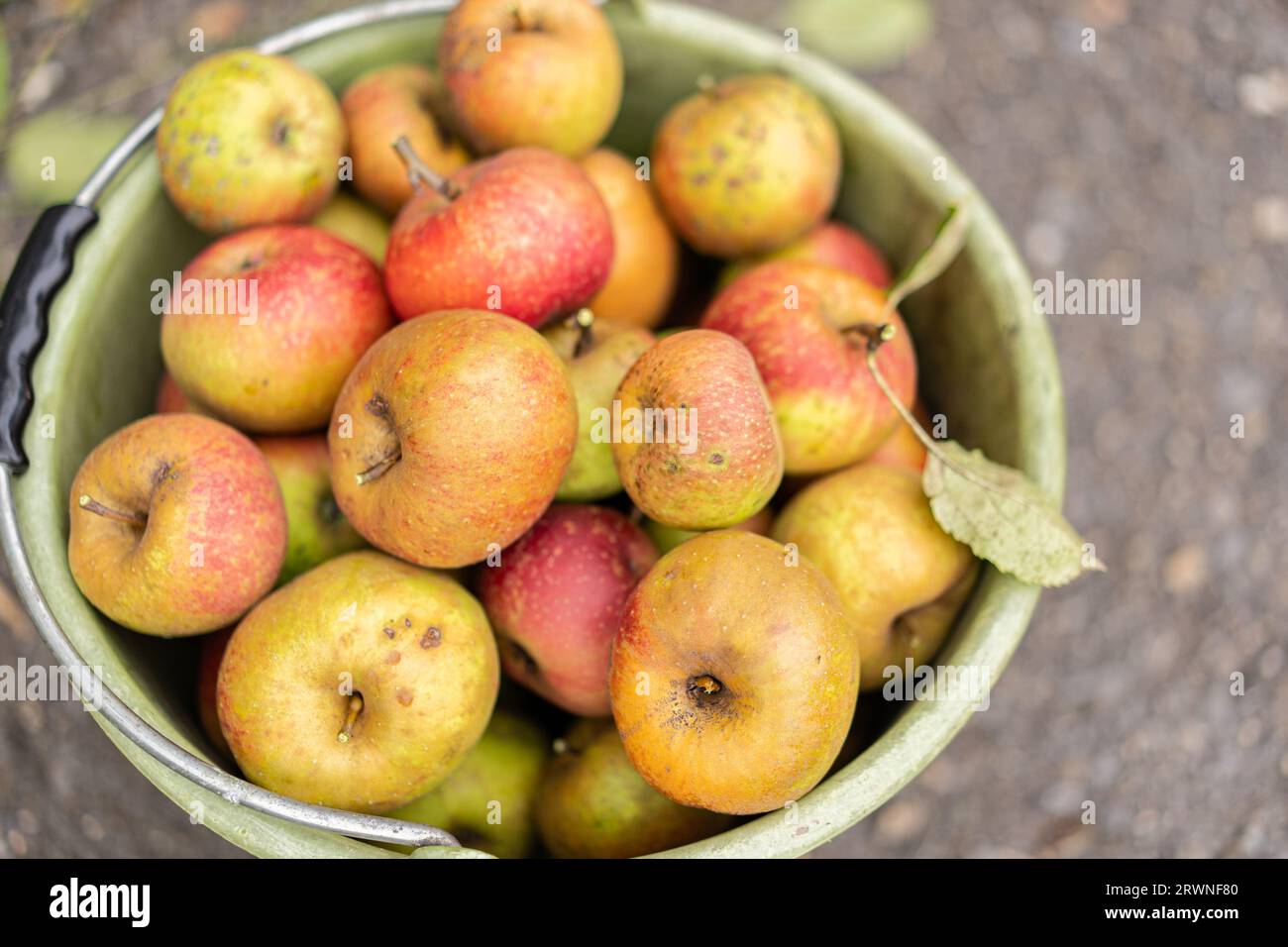 Top down closeup of a green bucket full of Boskoop apple. Blurred ...