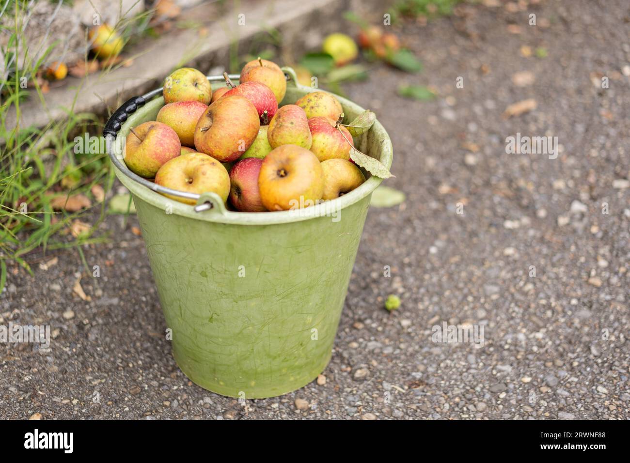 Green bucket full of big Boskoop apple on asphalt Stock Photo - Alamy