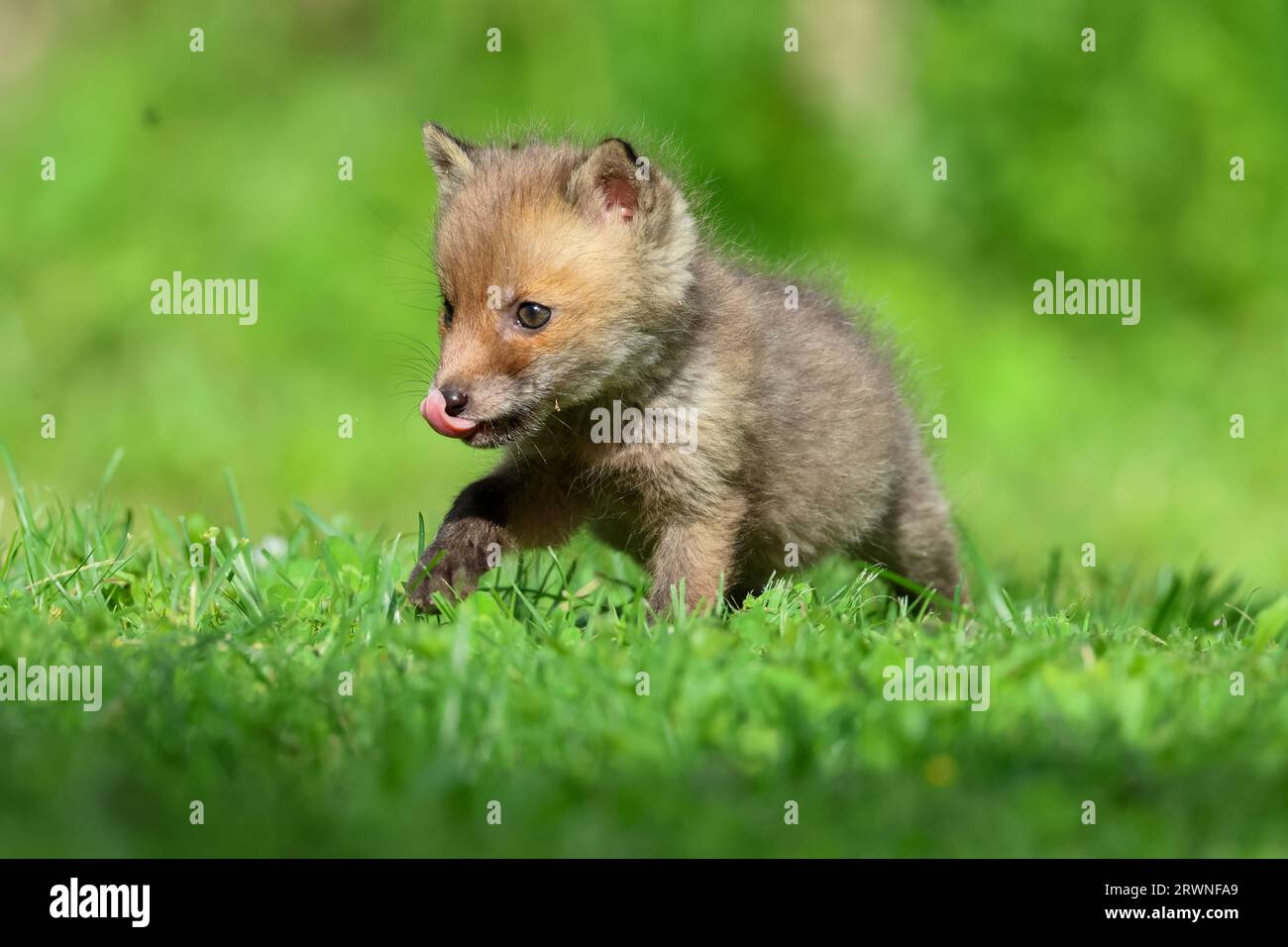 Red fox cubs Stock Photo - Alamy