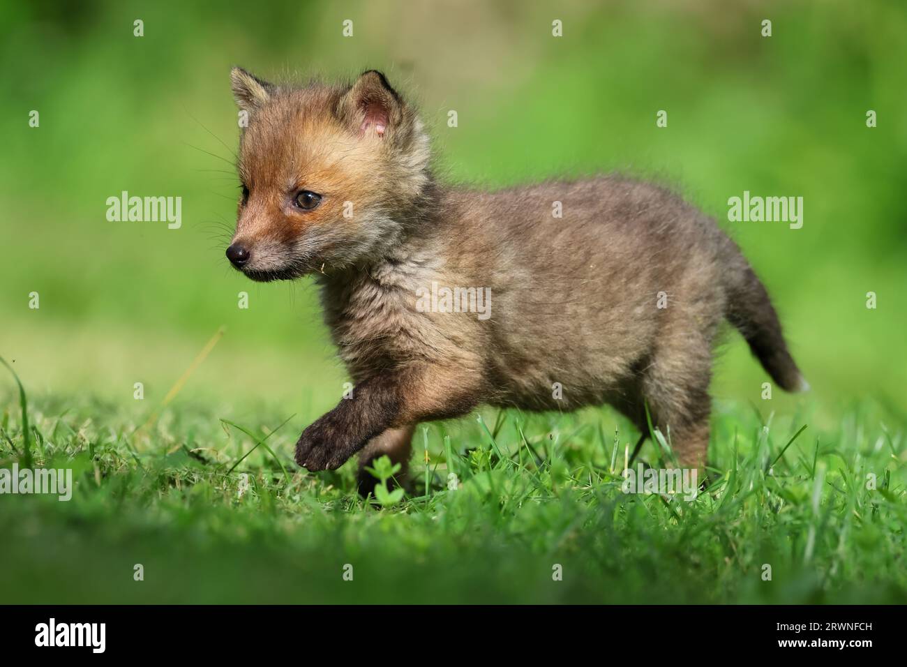 Red fox cubs Stock Photo - Alamy