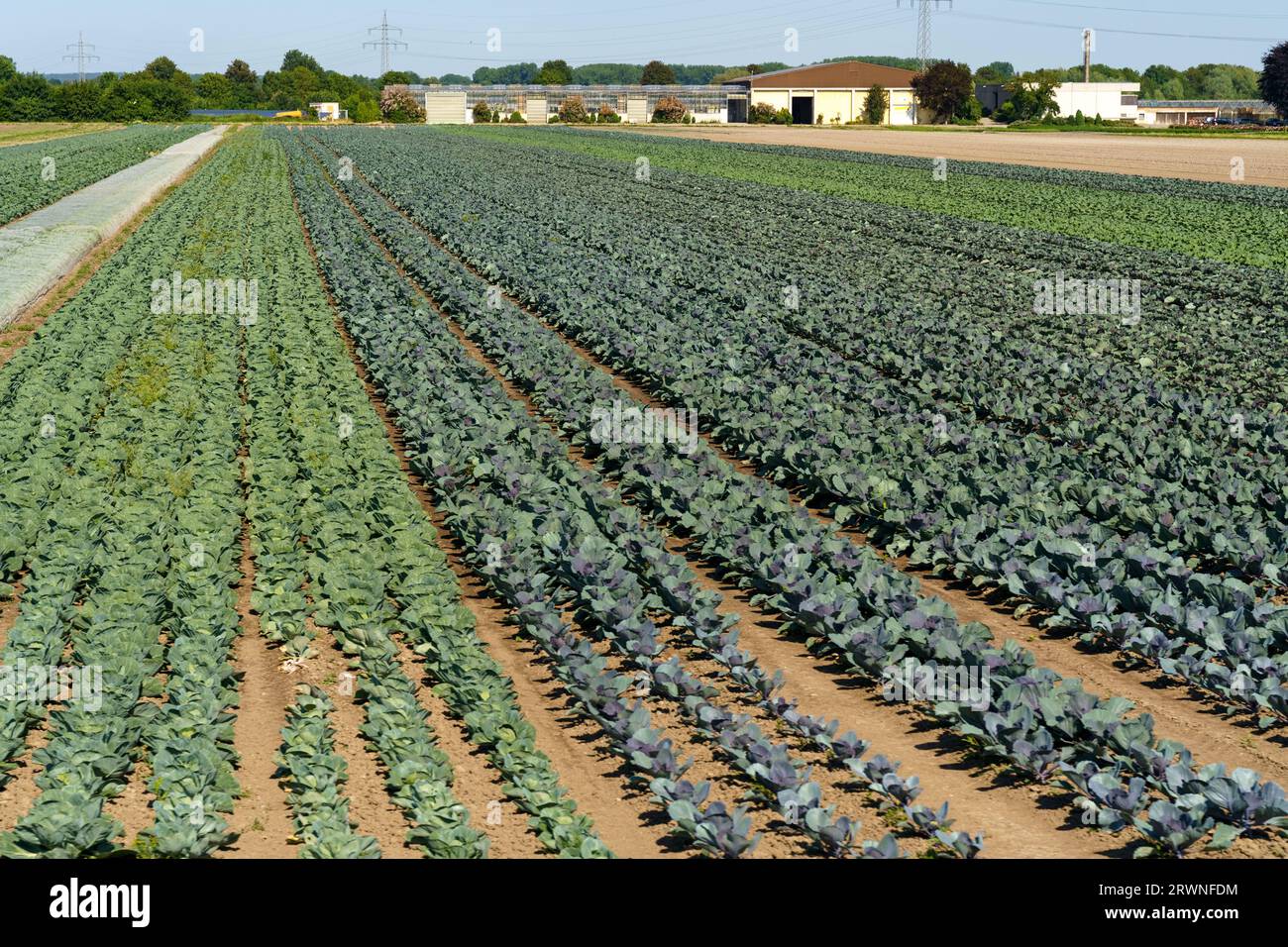 Landscape view of a freshly growing cabbage field. Farm buildings in ...