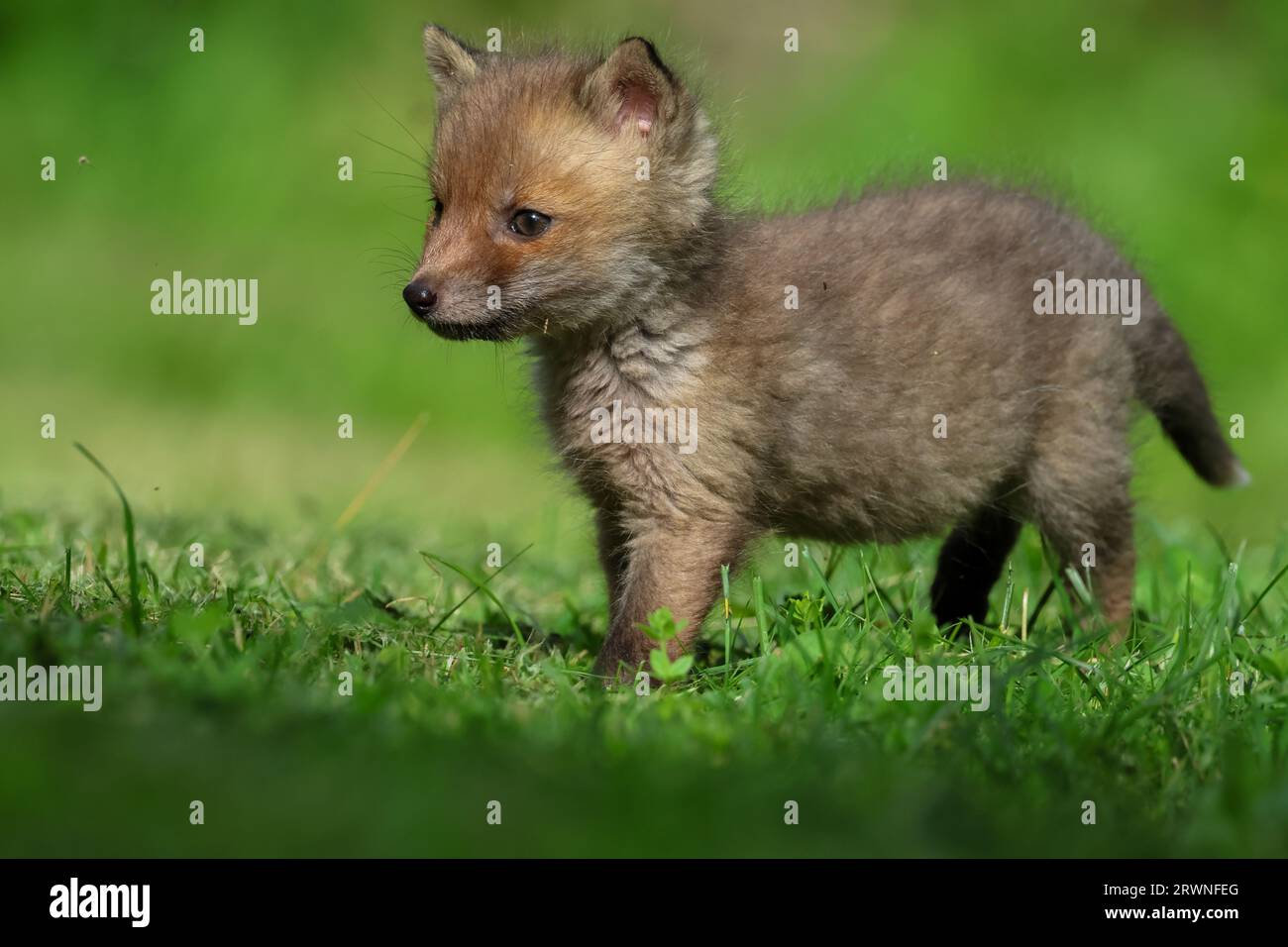 Red fox cubs Stock Photo - Alamy