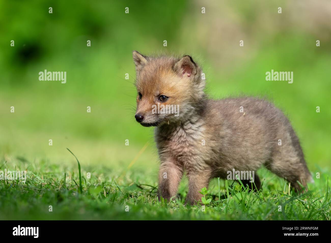 Foxes on an adventure hi-res stock photography and images - Alamy