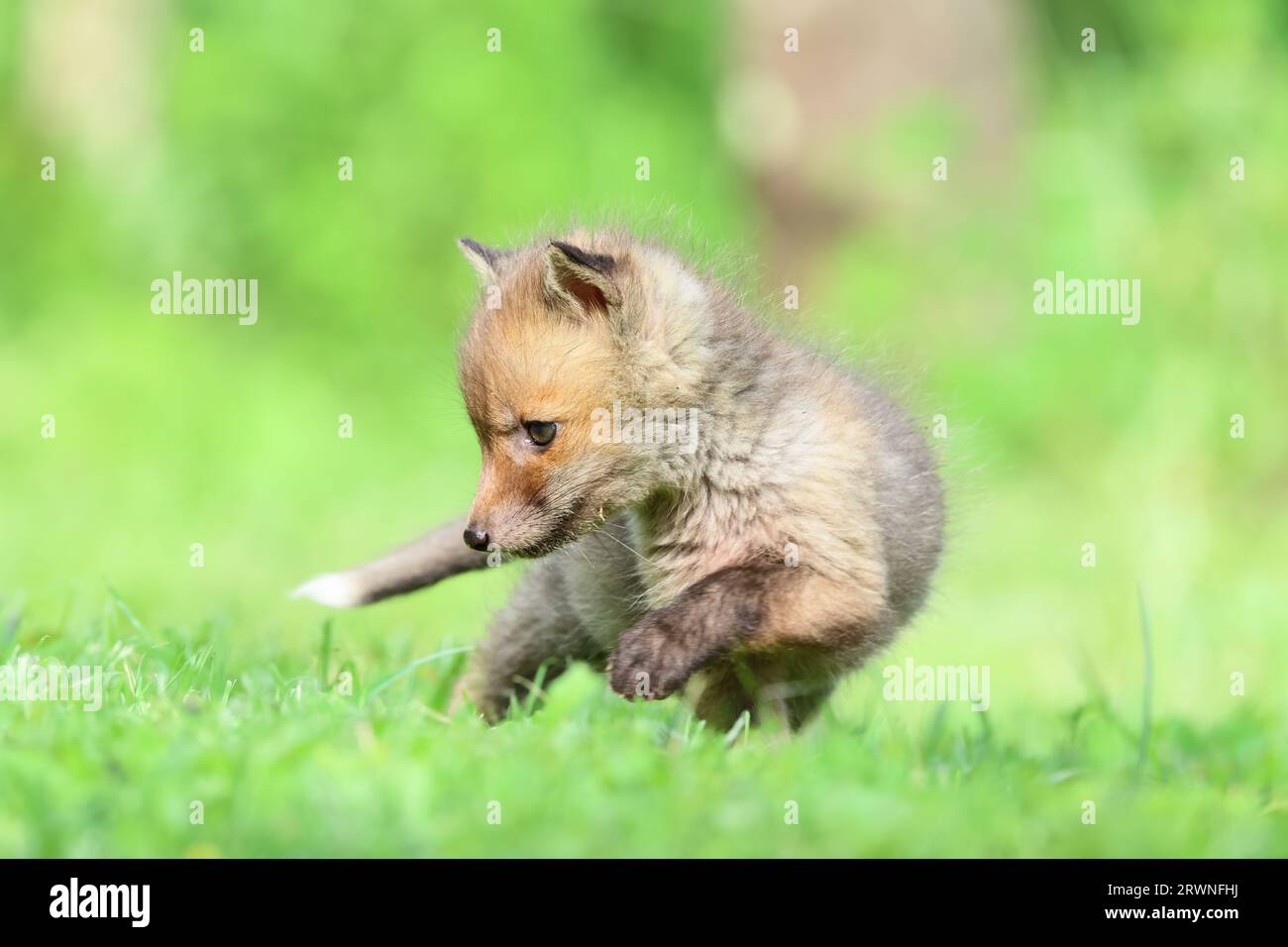 Red fox cubs Stock Photo - Alamy