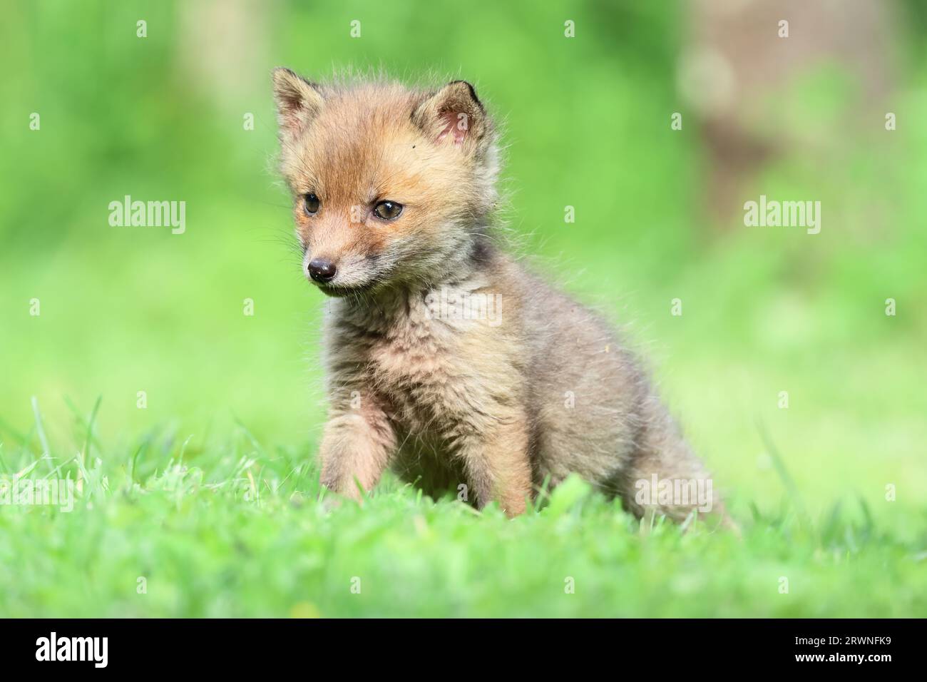 Red fox cubs Stock Photo - Alamy