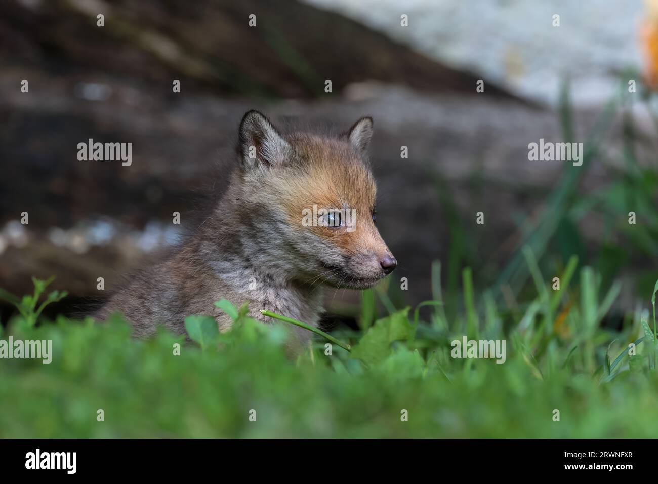 Red fox cubs Stock Photo - Alamy