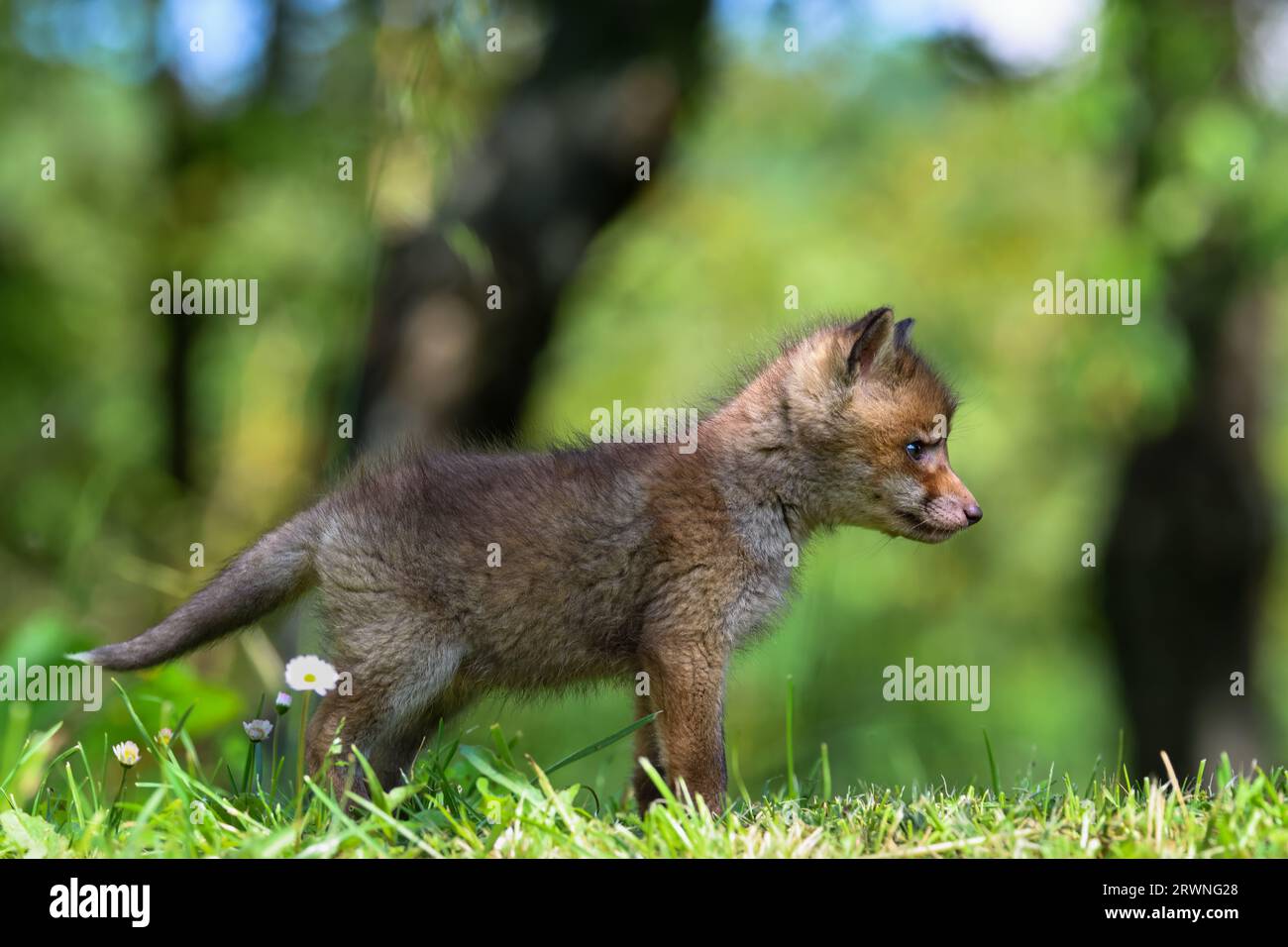 Red fox cubs Stock Photo - Alamy