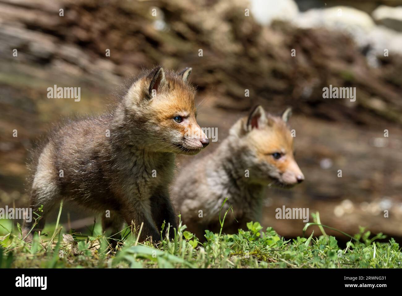 Red fox cubs Stock Photo - Alamy