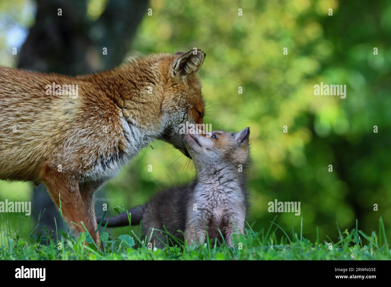 Red fox cubs Stock Photo - Alamy