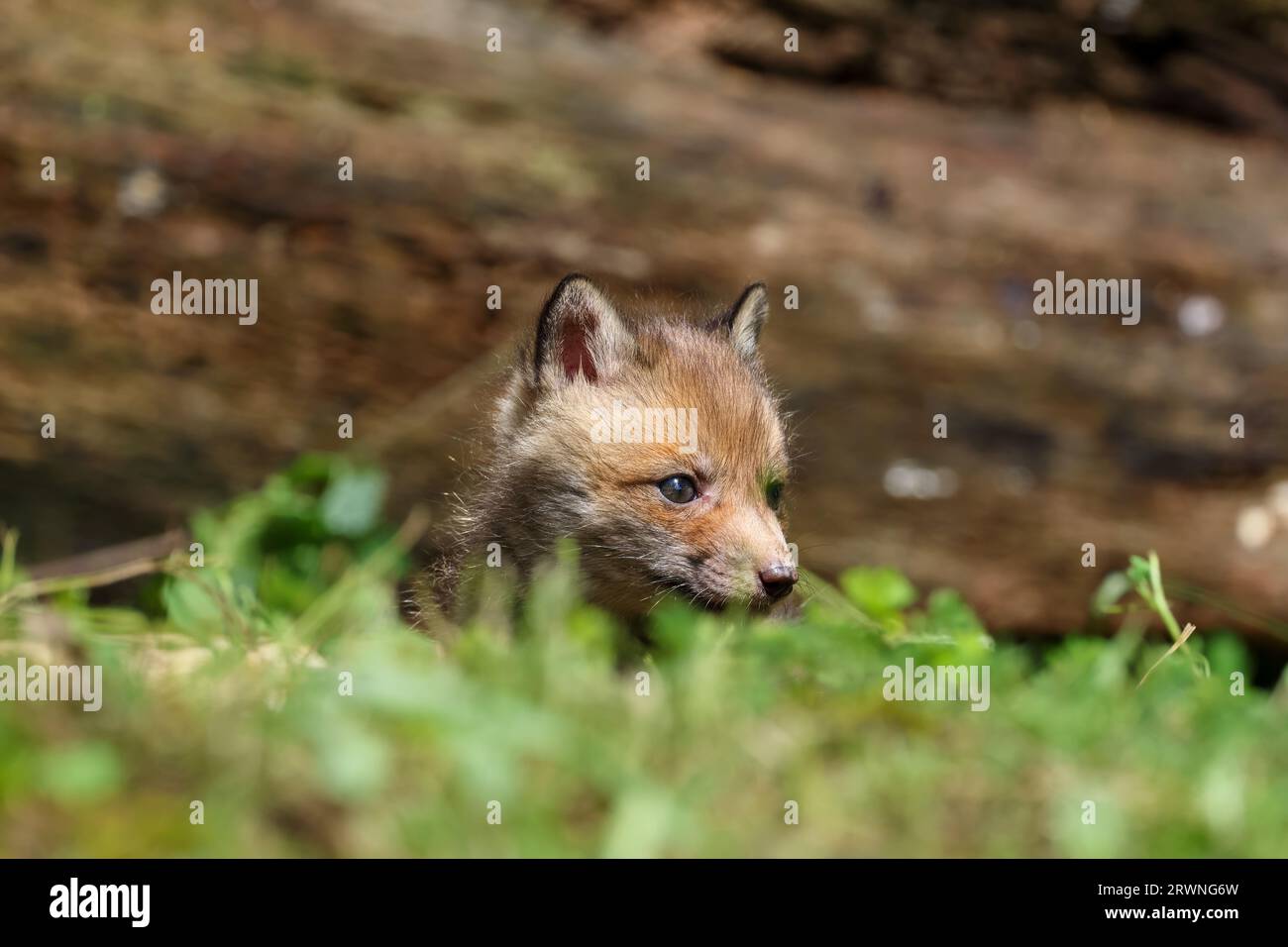 Red fox cubs Stock Photo - Alamy