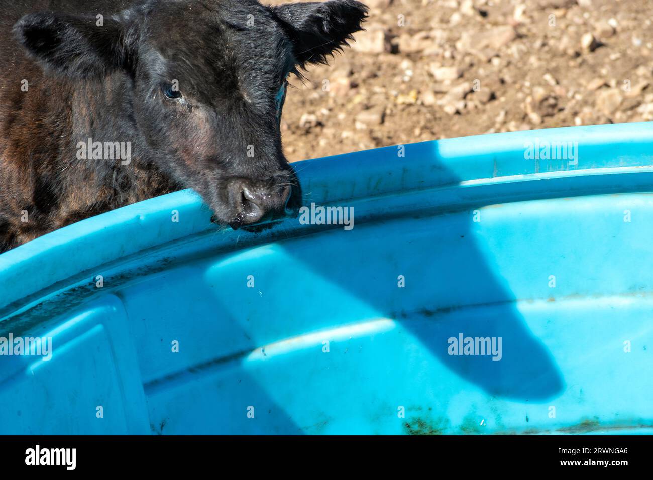 The single calf looks rather sad and lonely as he waits for water to ...