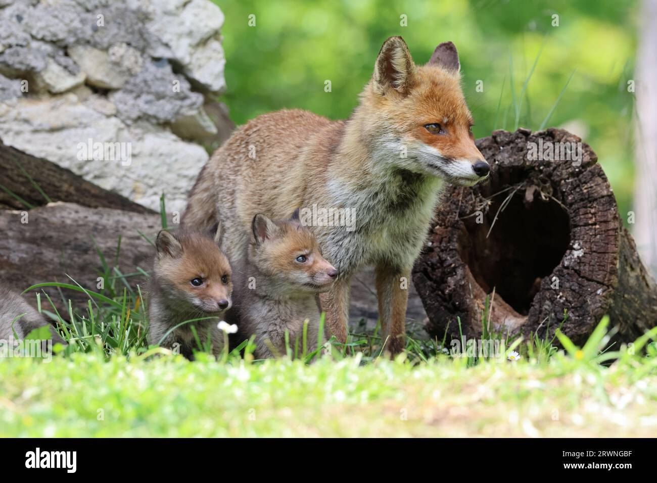 Foxes on an adventure hi-res stock photography and images - Alamy