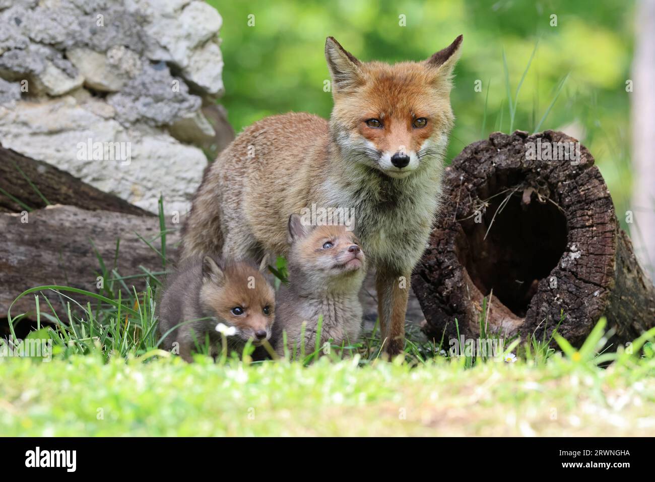 Red fox cubs Stock Photo - Alamy