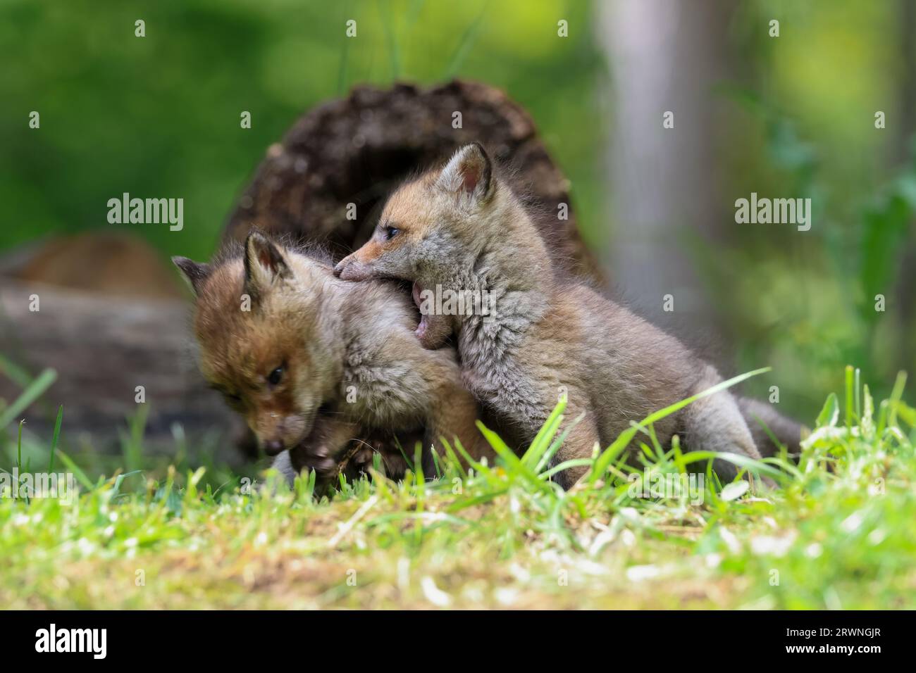 Red fox cubs Stock Photo - Alamy