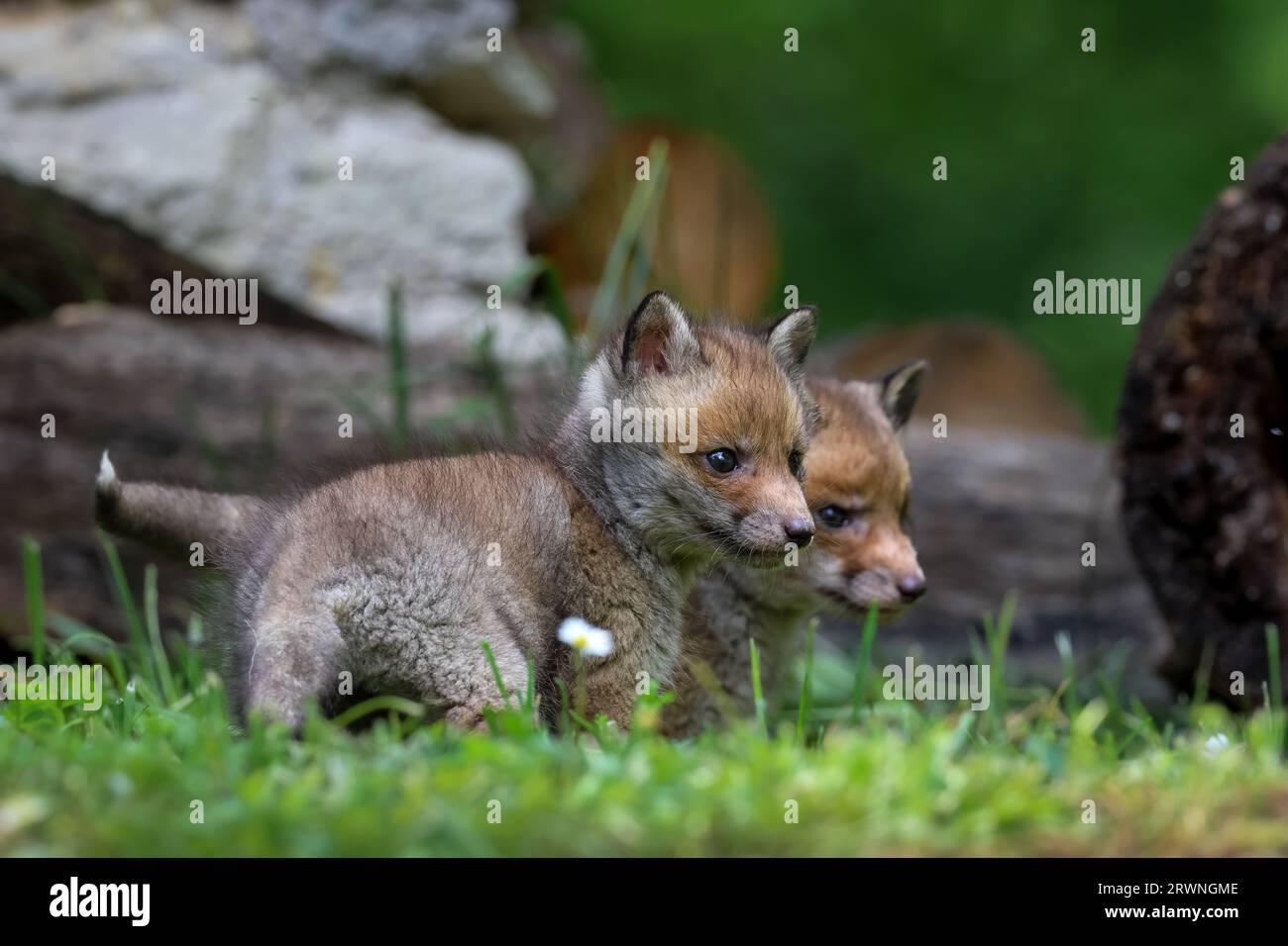 Red fox cubs Stock Photo - Alamy