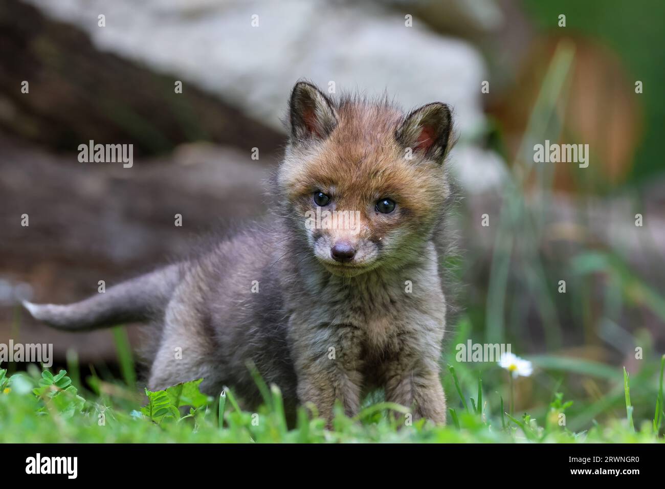 Red fox cubs Stock Photo - Alamy