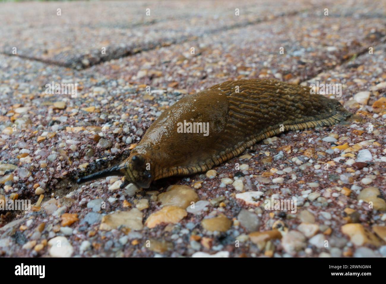Wet day in the uk hi-res stock photography and images - Alamy