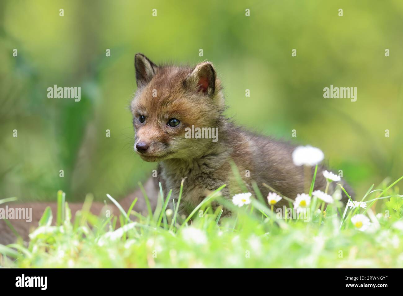 Red fox cubs Stock Photo - Alamy