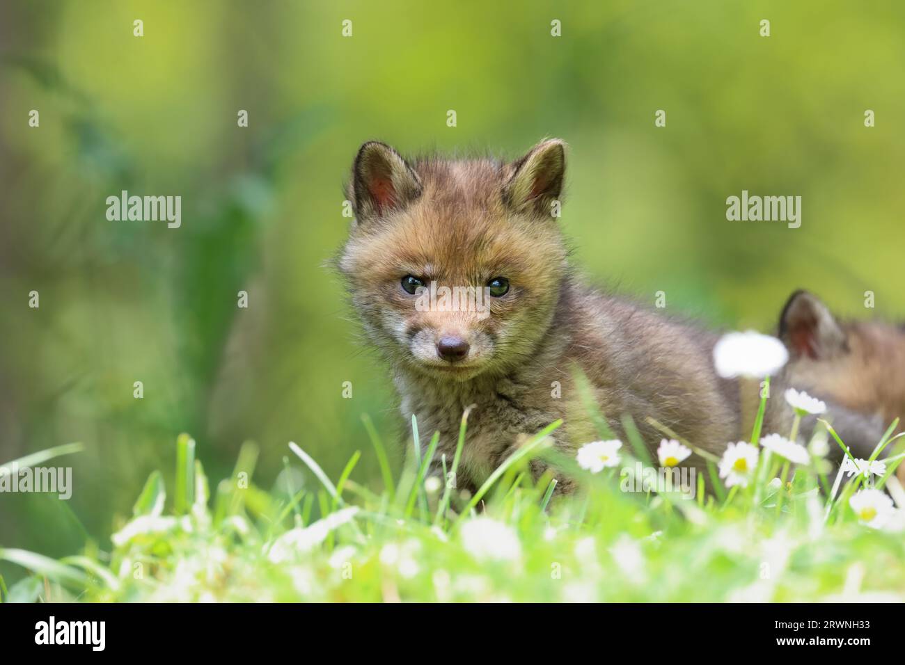 Red fox cubs Stock Photo - Alamy