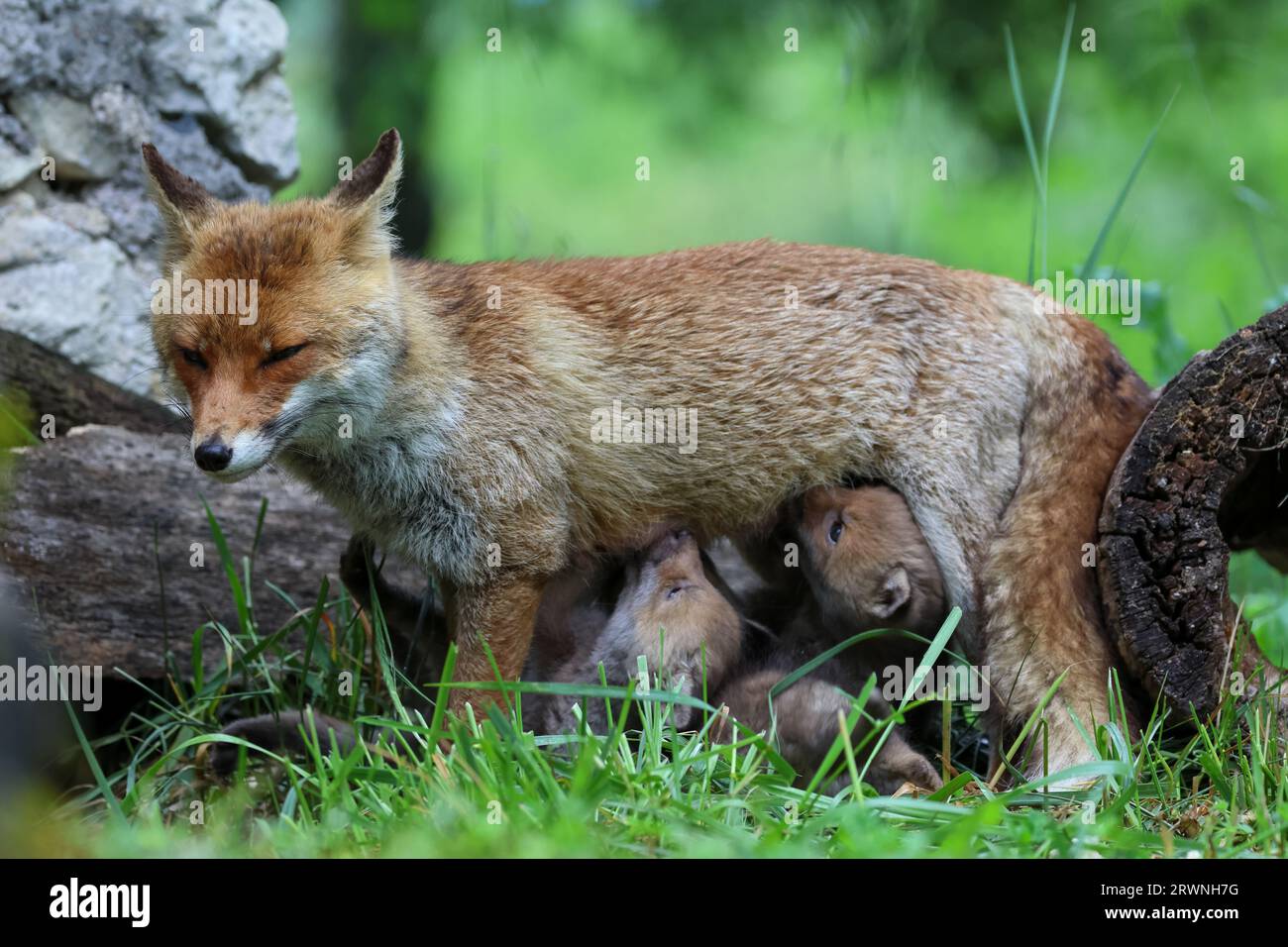 Red fox cubs Stock Photo - Alamy