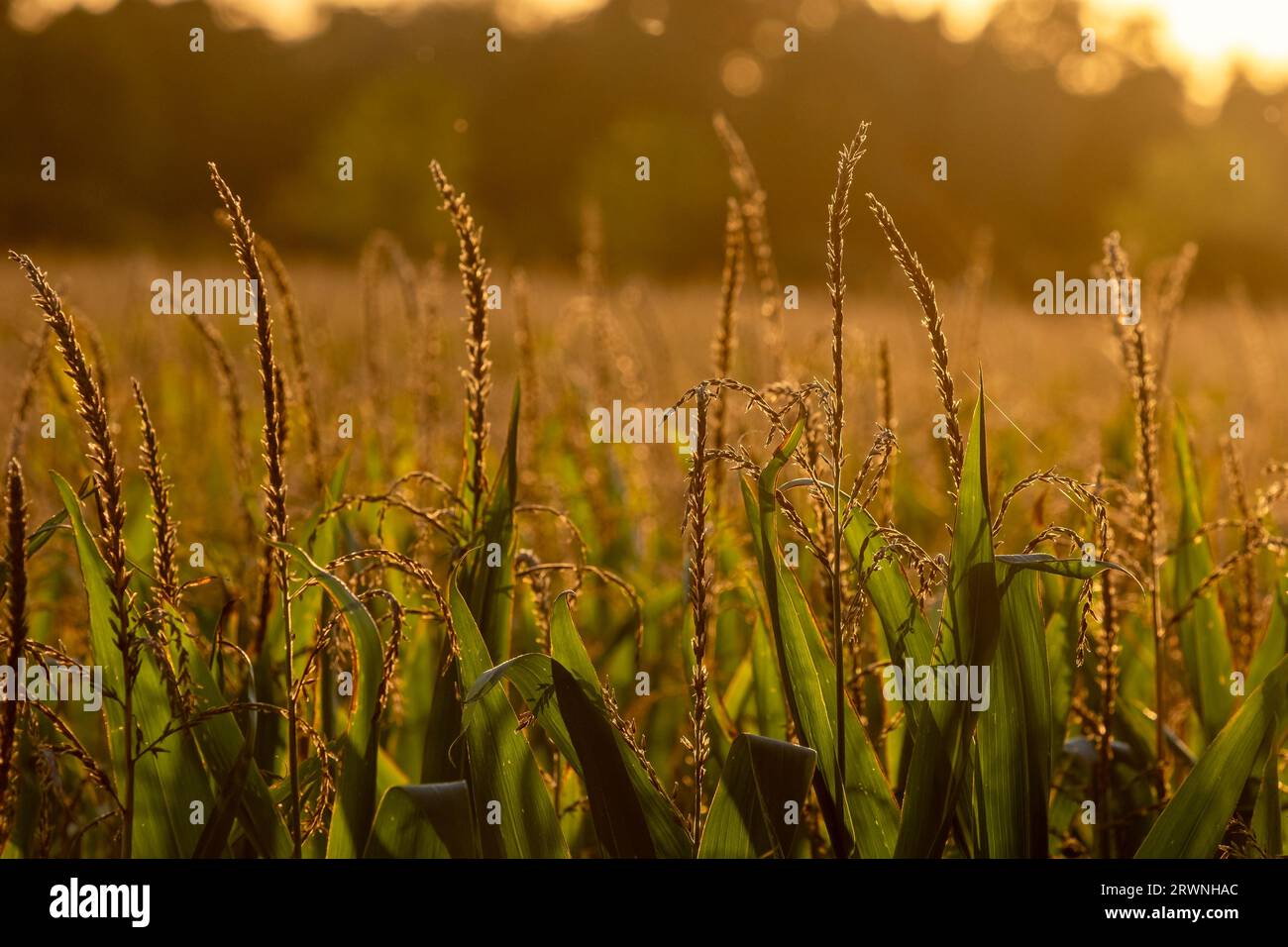 Close-up of corn plants with their tassels in the backlight Stock Photo ...