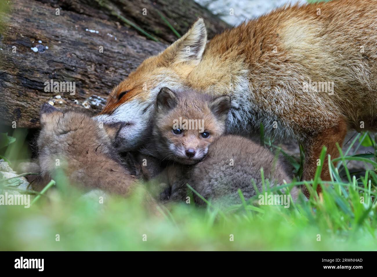 Red fox cubs Stock Photo - Alamy