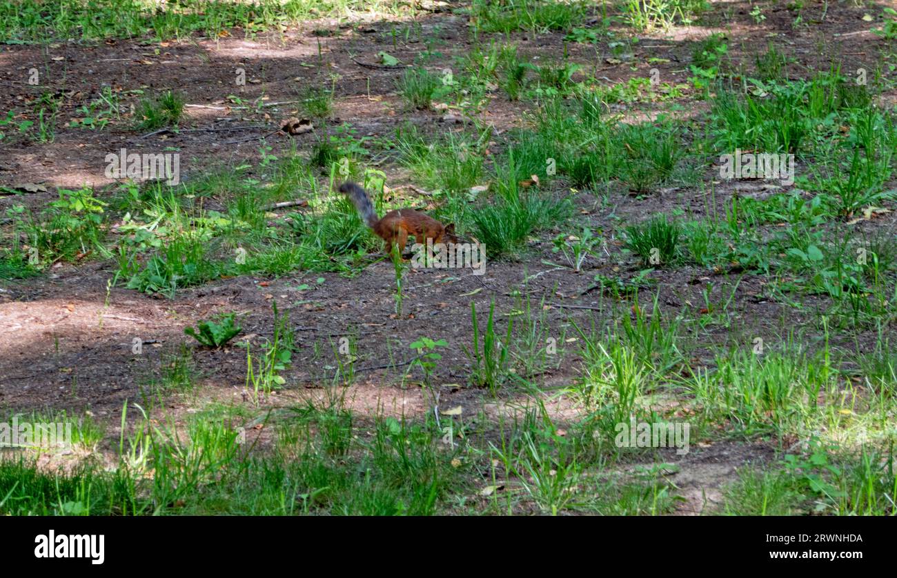 Red Squirrel in the park, Moscow, Russia Stock Photo - Alamy