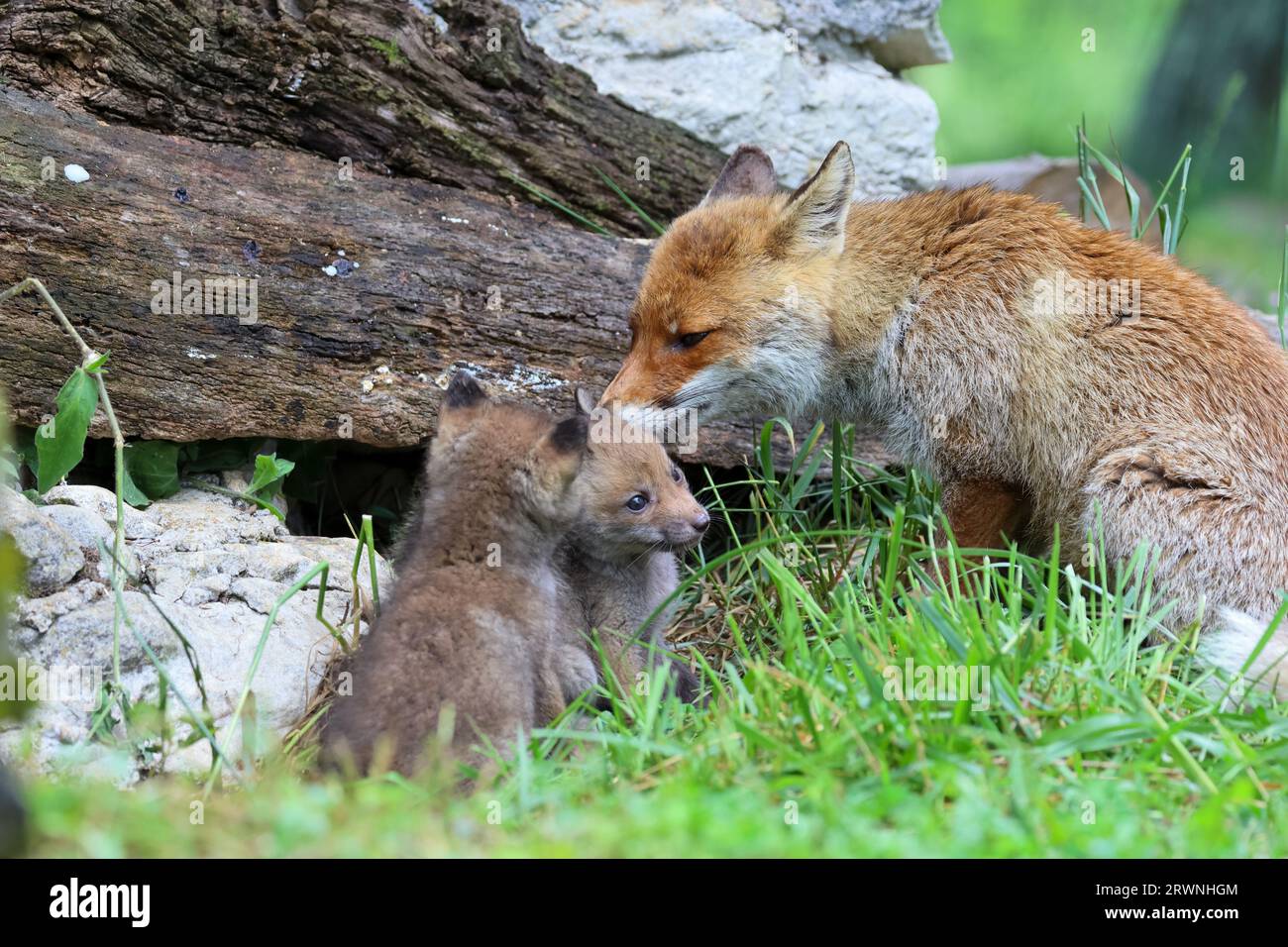 Red fox cubs Stock Photo - Alamy