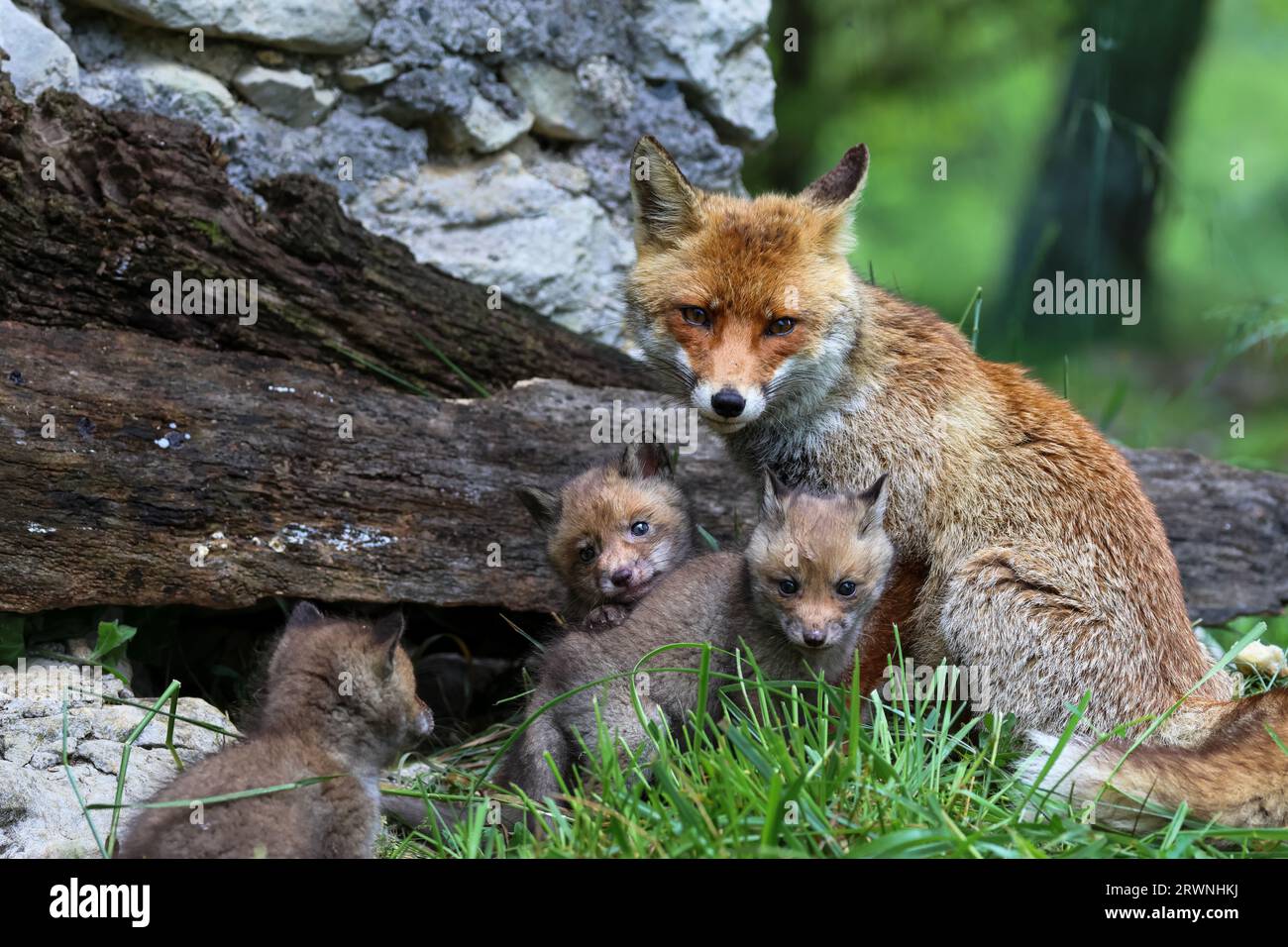 Red fox cubs Stock Photo - Alamy