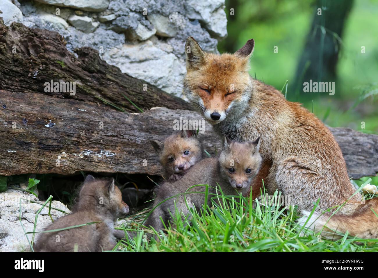 Red fox cubs Stock Photo - Alamy
