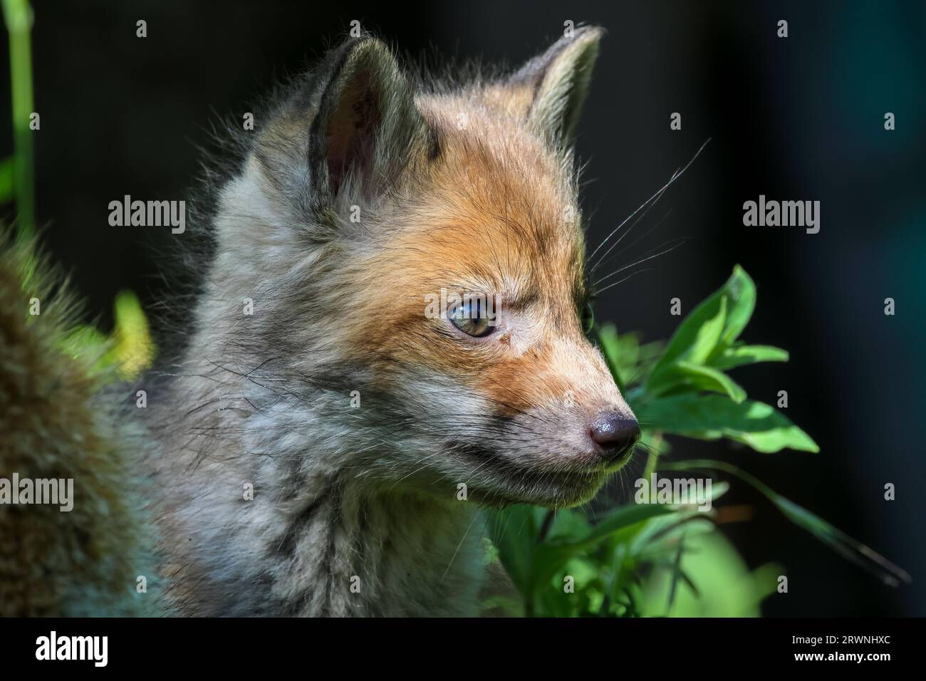 Red fox cubs Stock Photo - Alamy