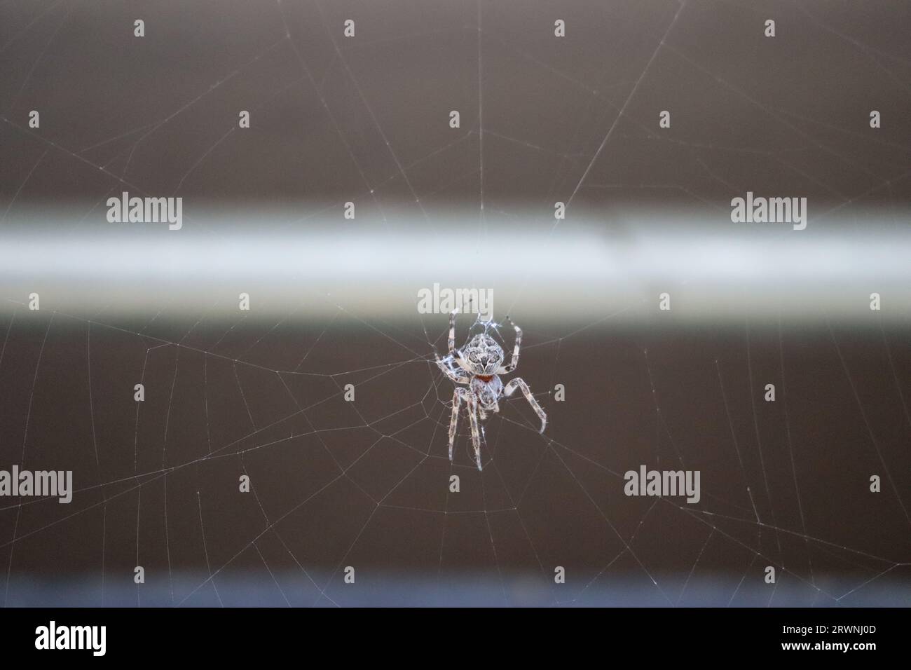 a Bridge spider repairs its Web Stock Photo - Alamy