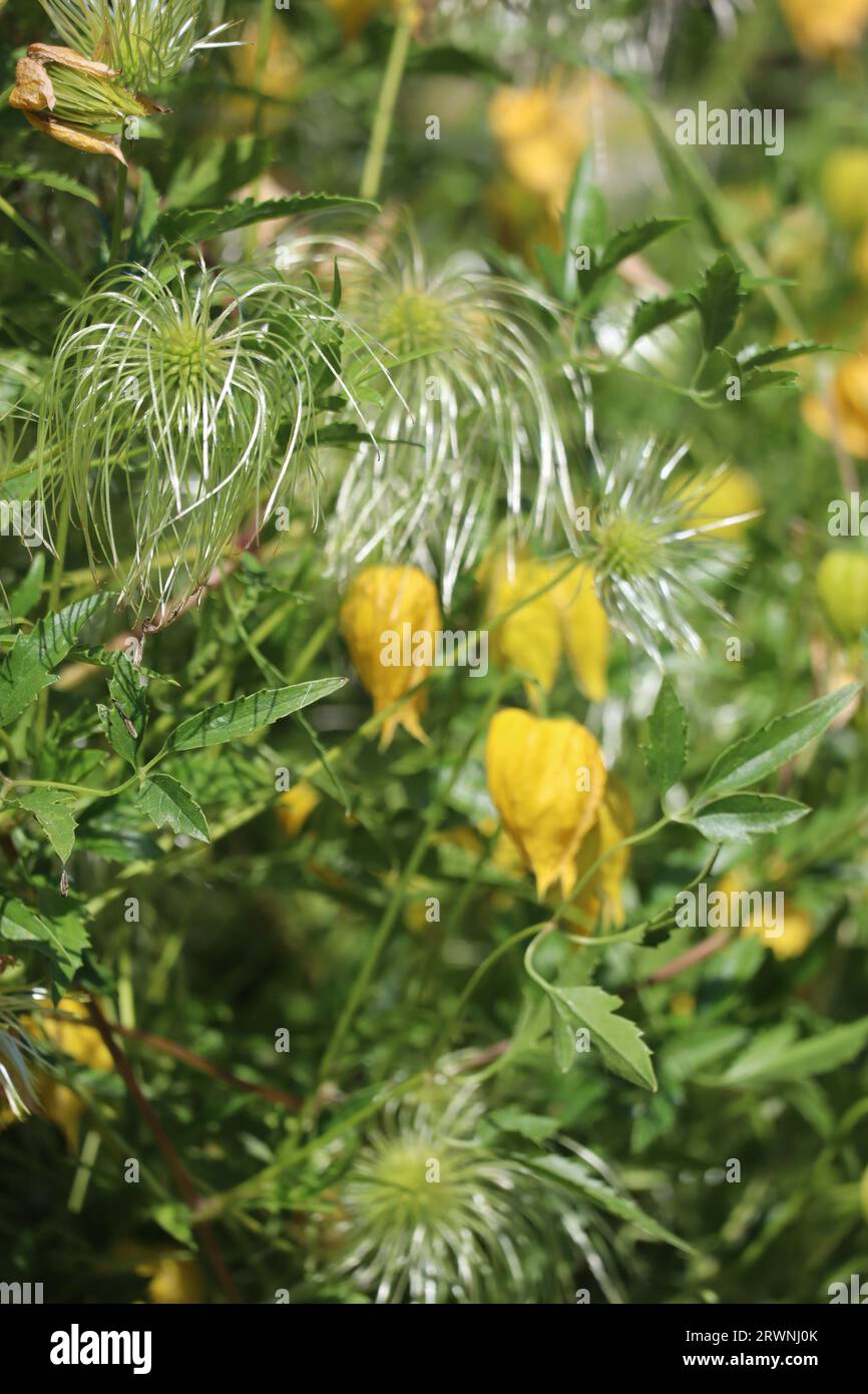 the hair-like Structure of the golden Clematis Stock Photo - Alamy