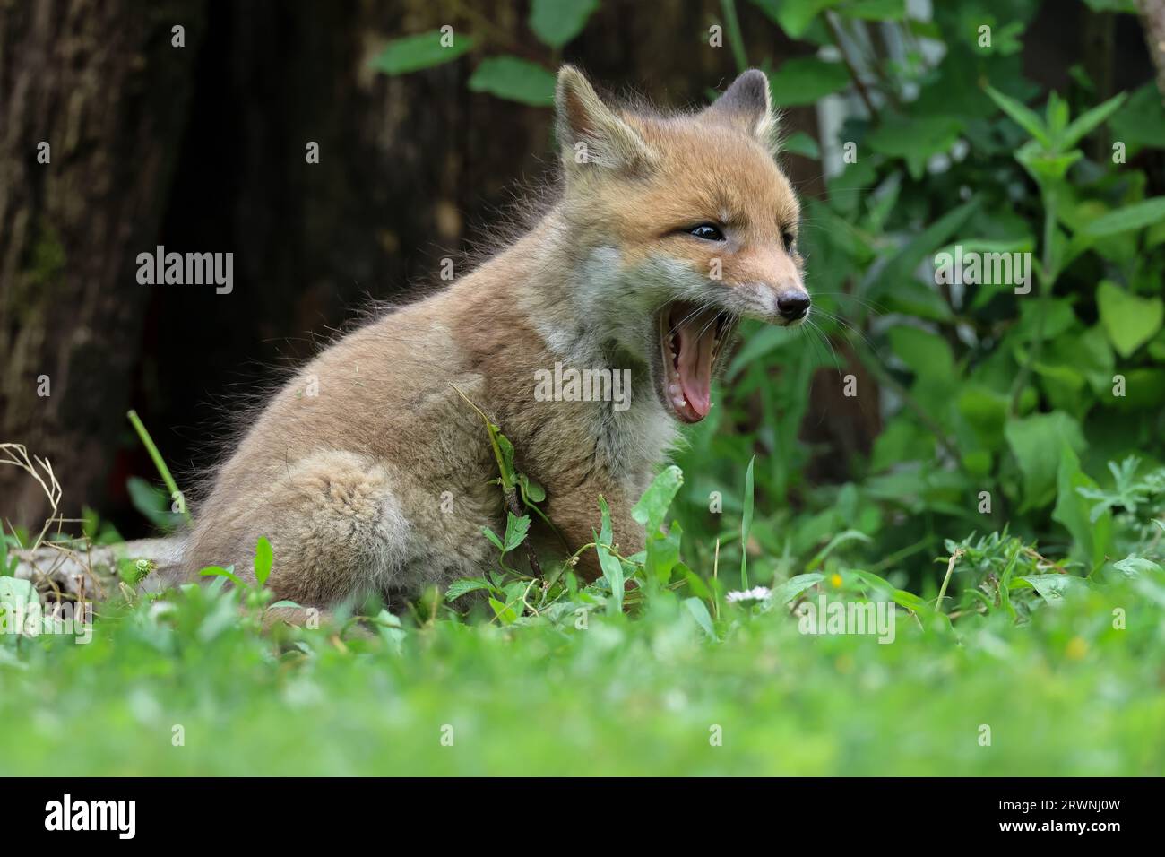 Red fox cubs Stock Photo - Alamy