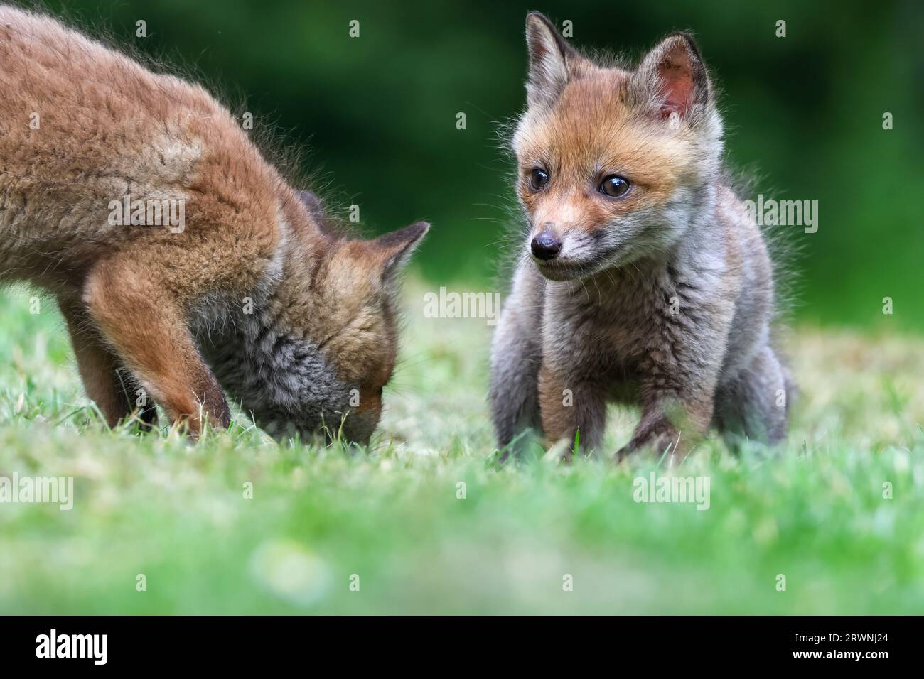 Foxes on an adventure hi-res stock photography and images - Alamy
