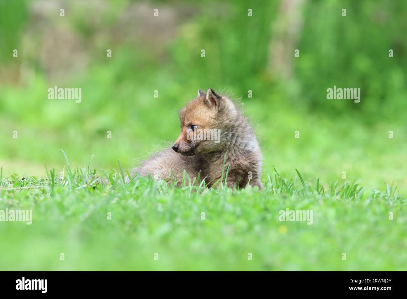 Red fox cubs Stock Photo - Alamy