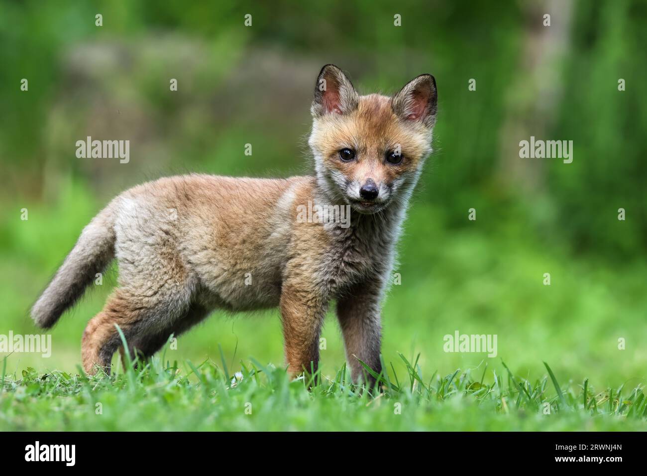Red fox cubs Stock Photo - Alamy