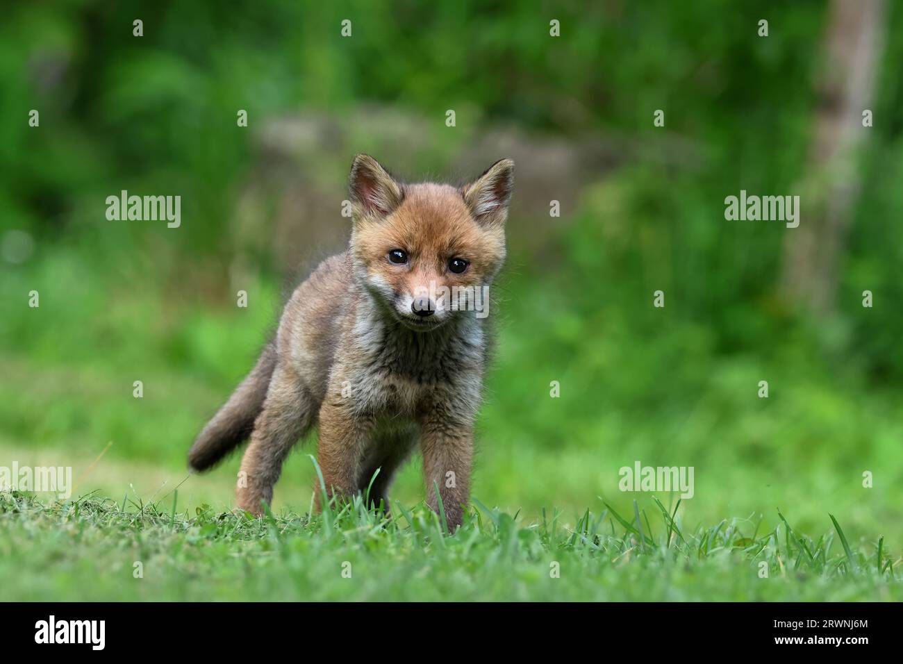 Red fox cubs Stock Photo - Alamy