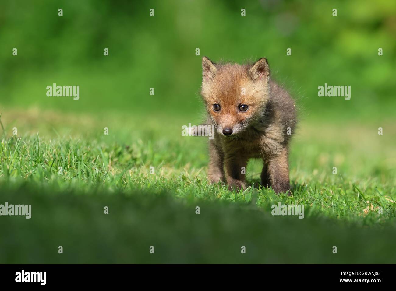 Red fox cubs Stock Photo - Alamy