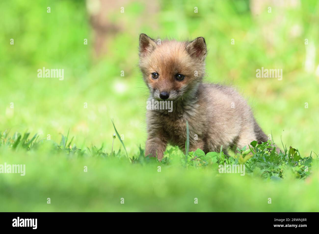 Red fox cubs Stock Photo - Alamy