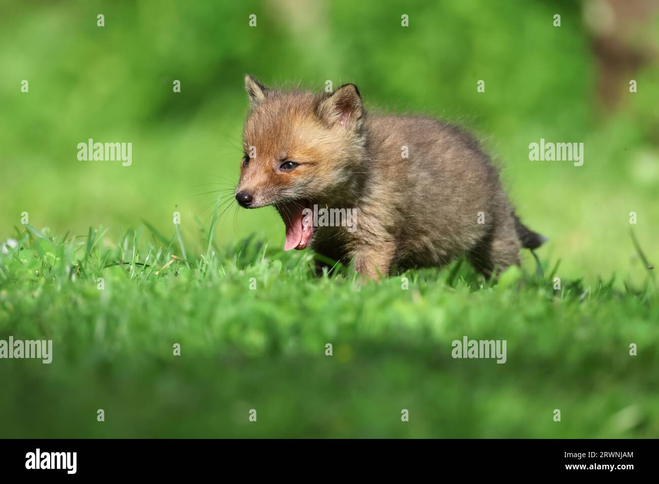 Red fox cubs Stock Photo - Alamy