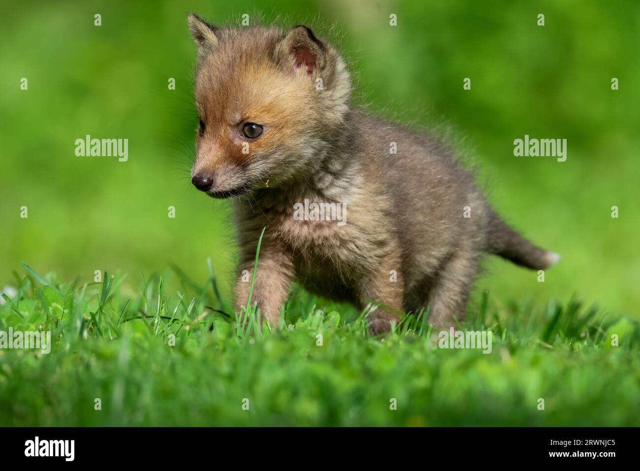 Red fox cubs Stock Photo - Alamy