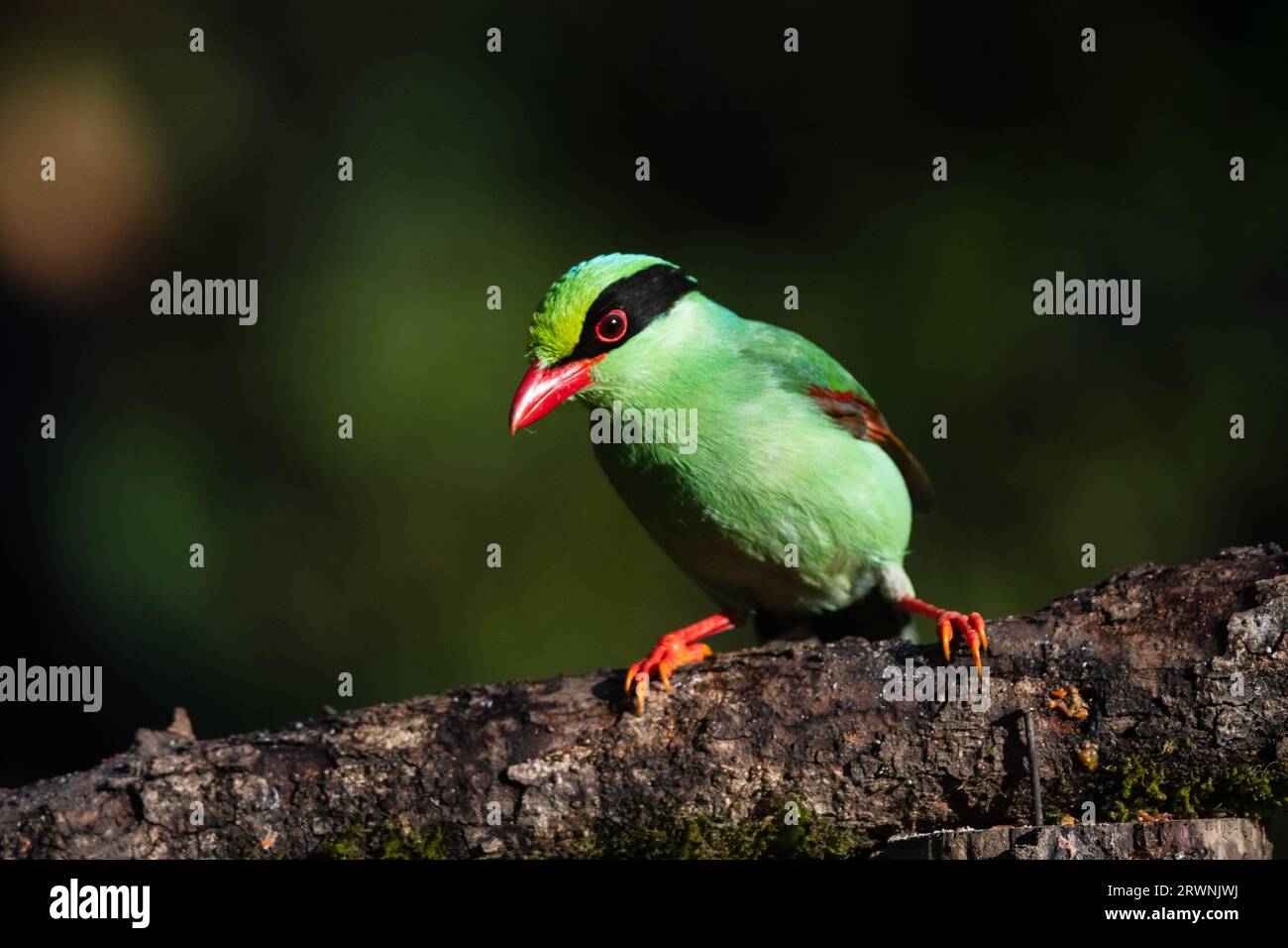 Sattal birding hi-res stock photography and images - Alamy