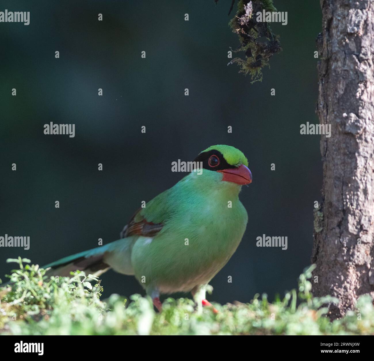 The common green magpie bird from woods of sattal, Uttarakhand Stock ...