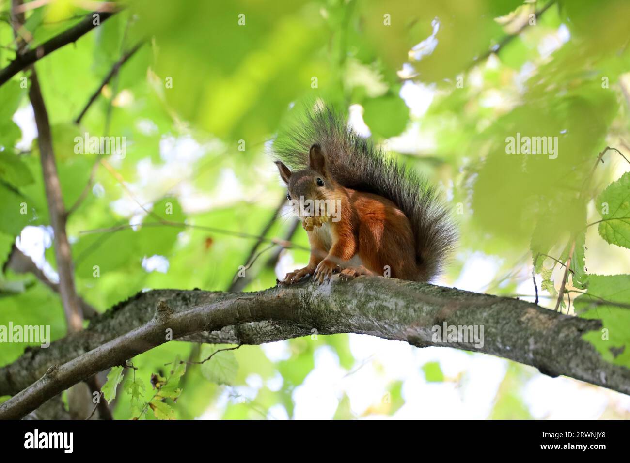 Red squirrel sitting on a tree branch in forest and nibbling walnut ...