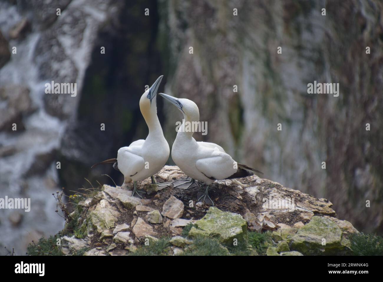 Coastal gannets hi-res stock photography and images - Alamy