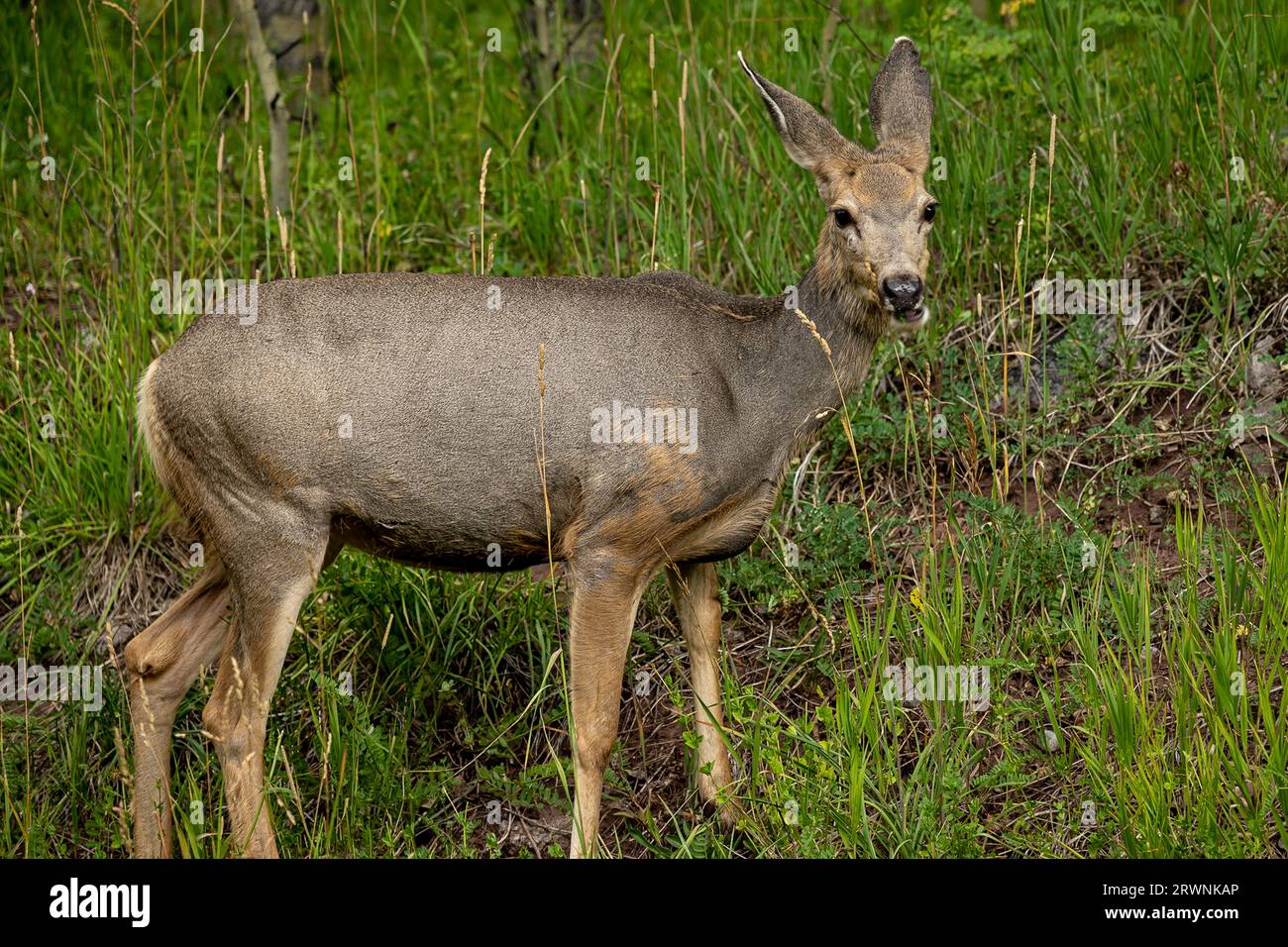 Deer grazing in the parking lot outside of Aspen near the Maroon Bells ...