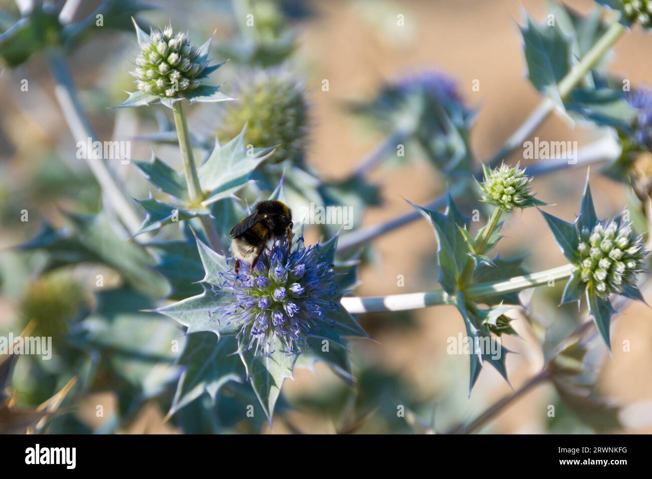 Abeja abeja hi-res stock photography and images - Alamy